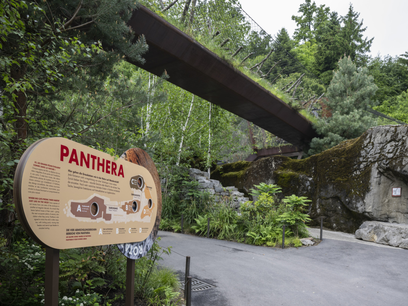 Arrivée d'un jeune lion asiatique au zoo de Zurich
