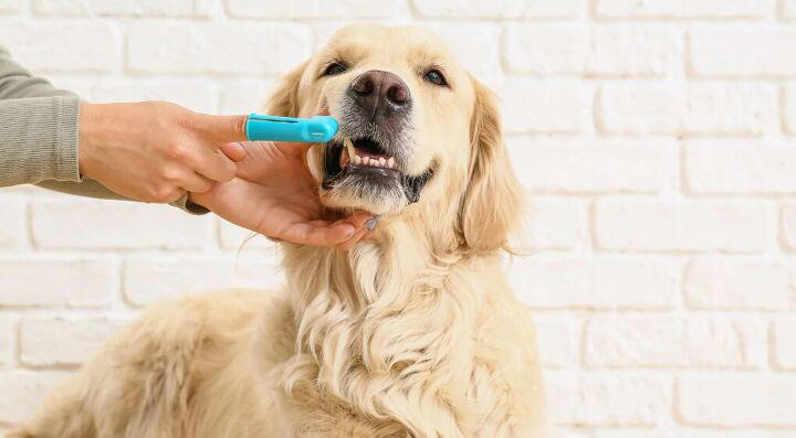 3 easy tips for keeping your dog’s teeth healthy