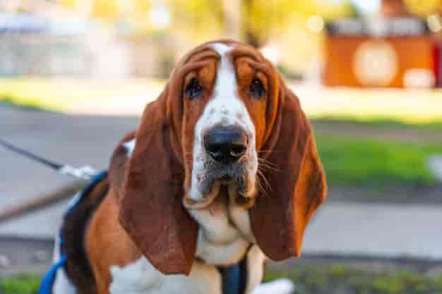 The low-rider charmer: Uncovering the charm and character of the basset ...