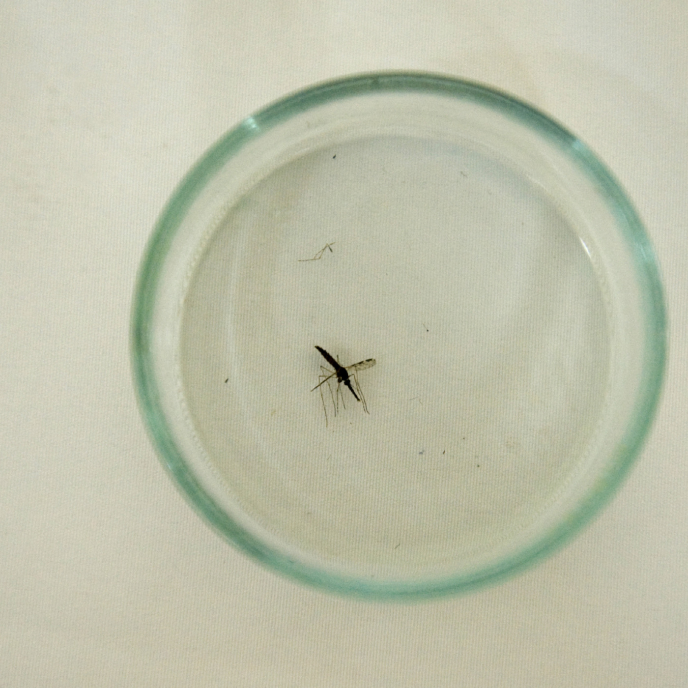 Anstieg auf 282 Millionen Malaria-Fälle weltweit im Vorjahr