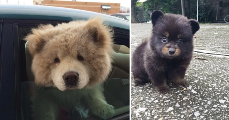 20 precious pictures of teddy-bear dogs bringing big-time big-fluff energy