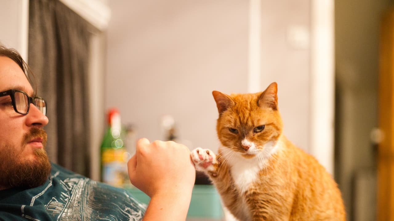 Cats prefer men? Study says male owners get more meows and attention ...