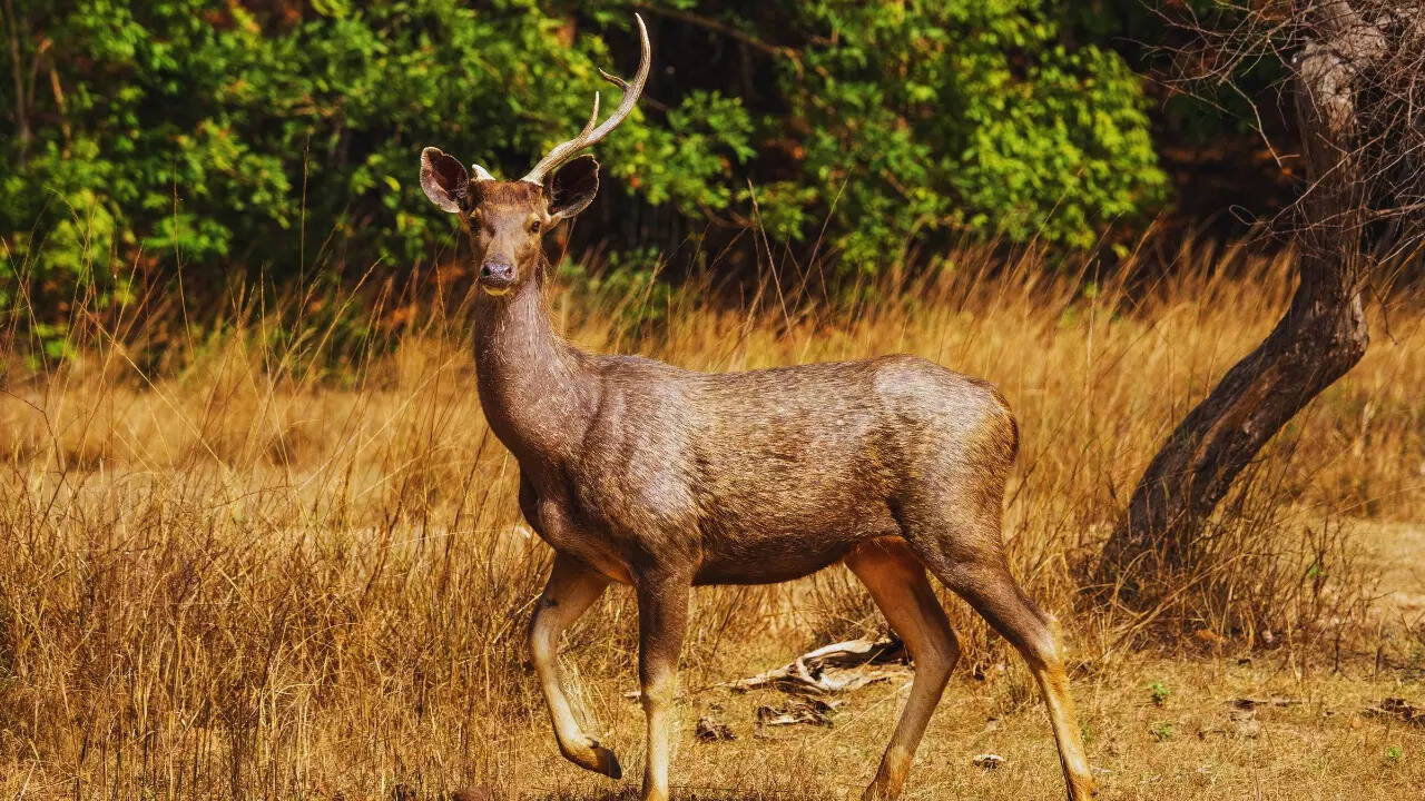 8 types of deer found in Indian jungles and why they are special