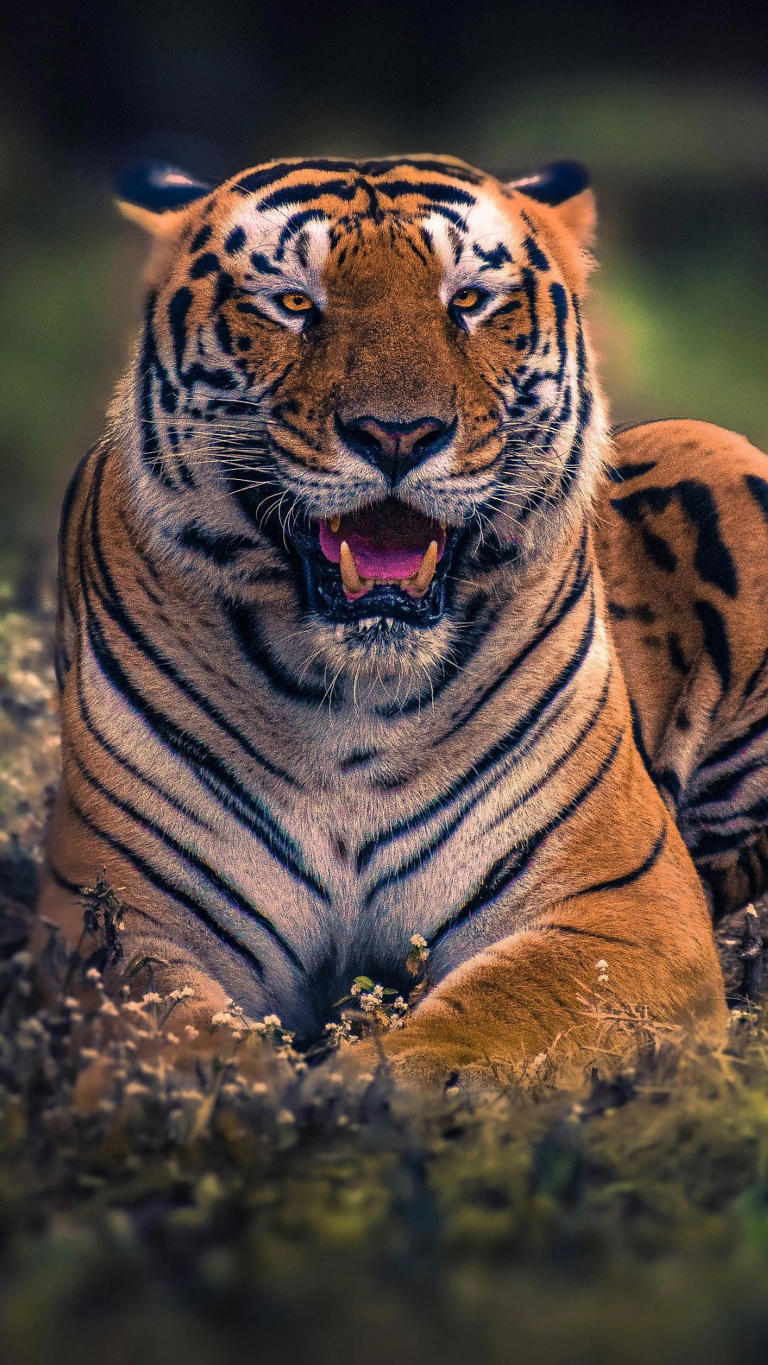 International Cheetah Day: Here's To Know Some Of The Interesting Facts ...