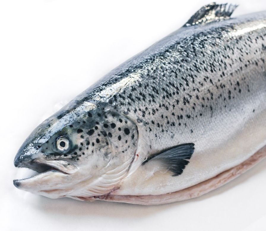 Australian researchers develop microneedle sensor for rapid fish ...