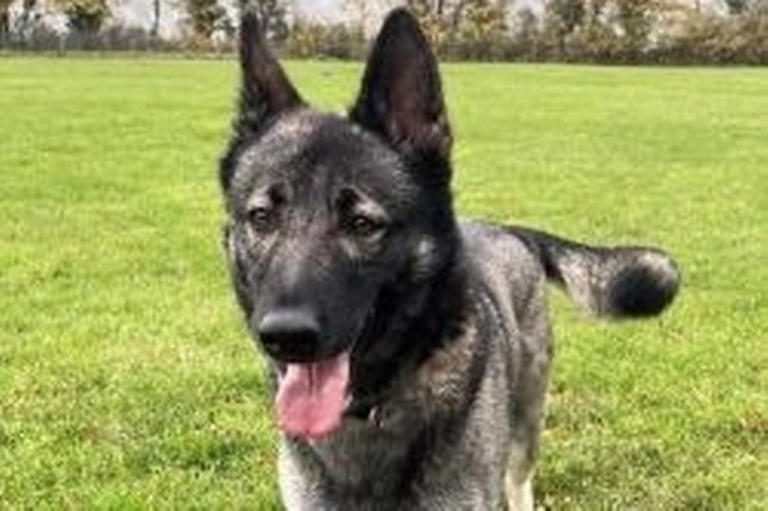 Hundreds of animals are starving in secret in Essex as RSPCA warns animal abuse is rising