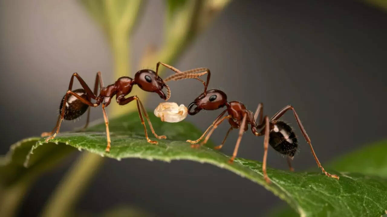 Sick baby ants beg to be killed: New research reveals shocking self ...