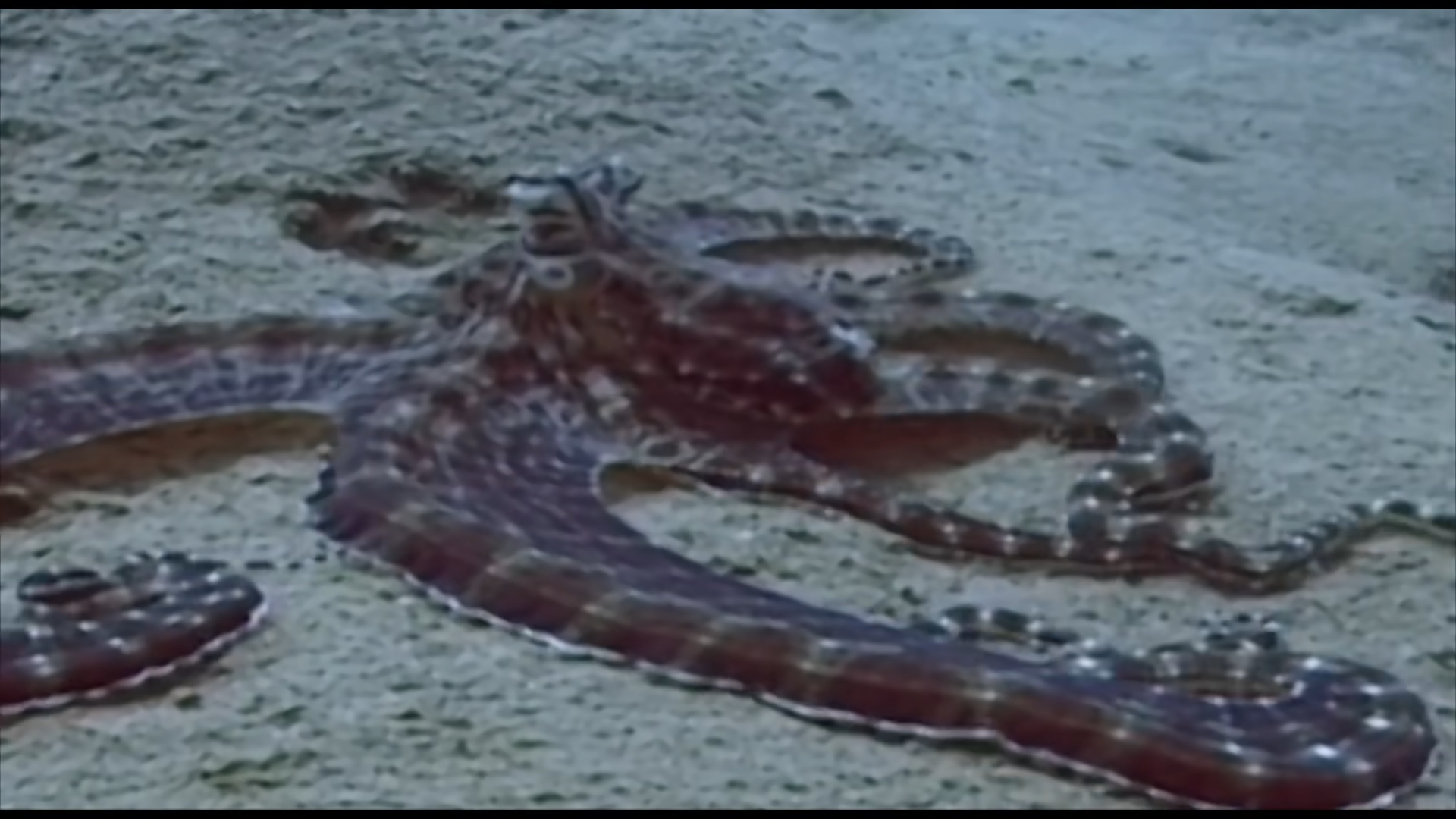 Octopus vs. squid: The evolutionary arms race for the perfect build