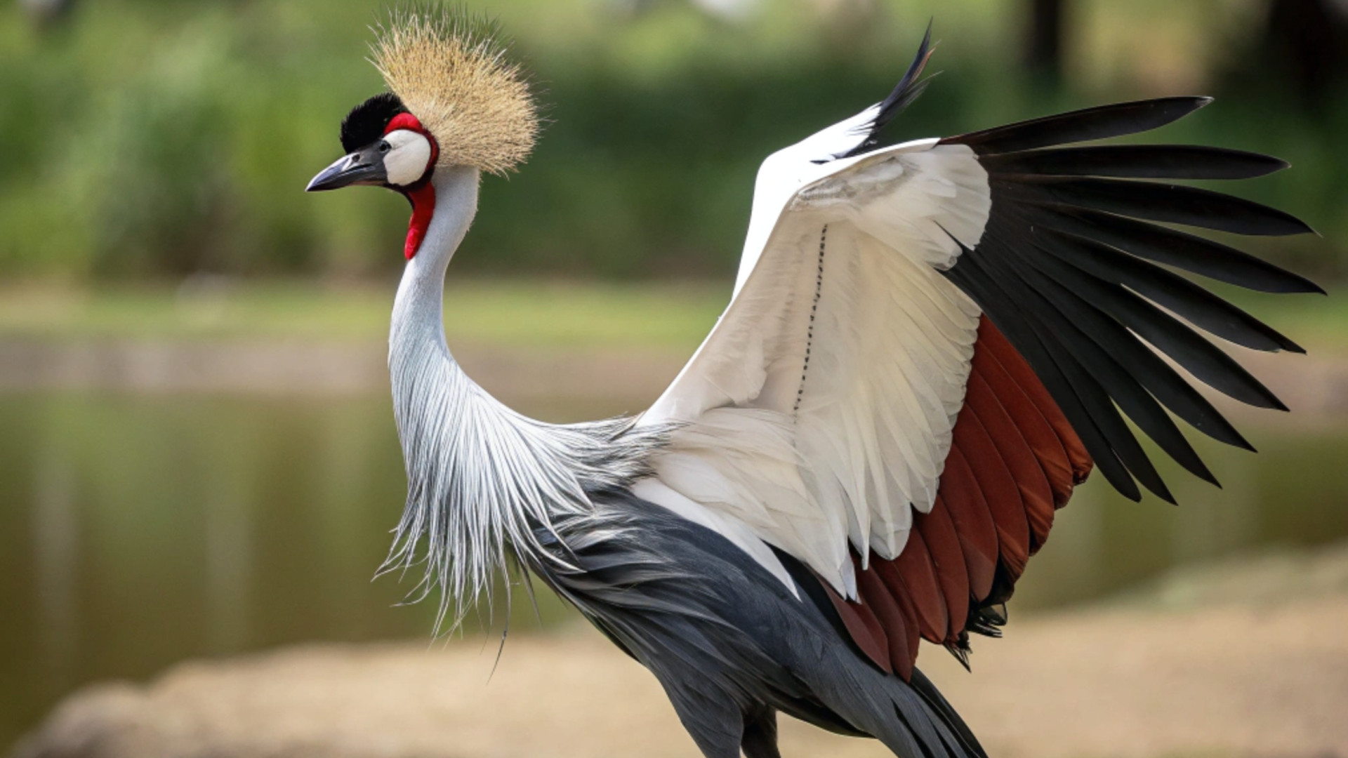 National birds from around the world
