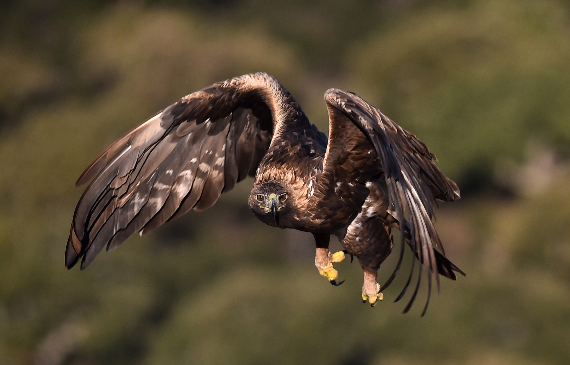 National birds from around the world
