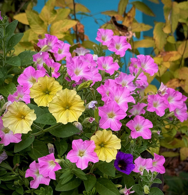 On gardening: Supertunia Mini Vista Pink Cloud is a plant of distinction