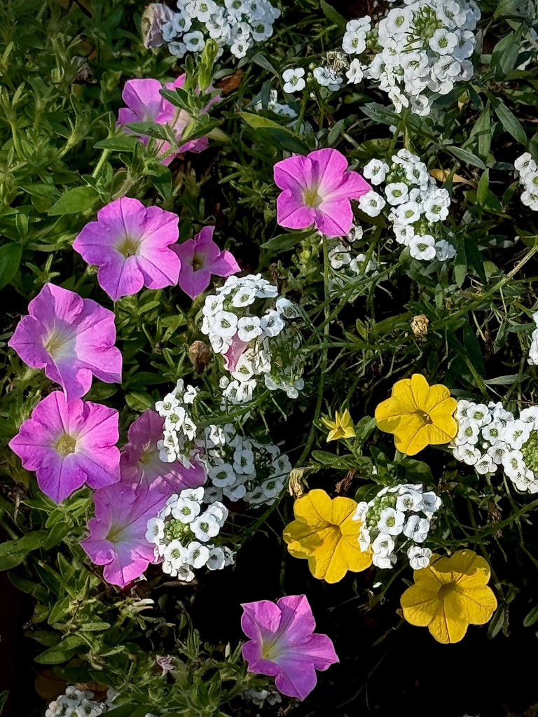 On gardening: Supertunia Mini Vista Pink Cloud is a plant of distinction