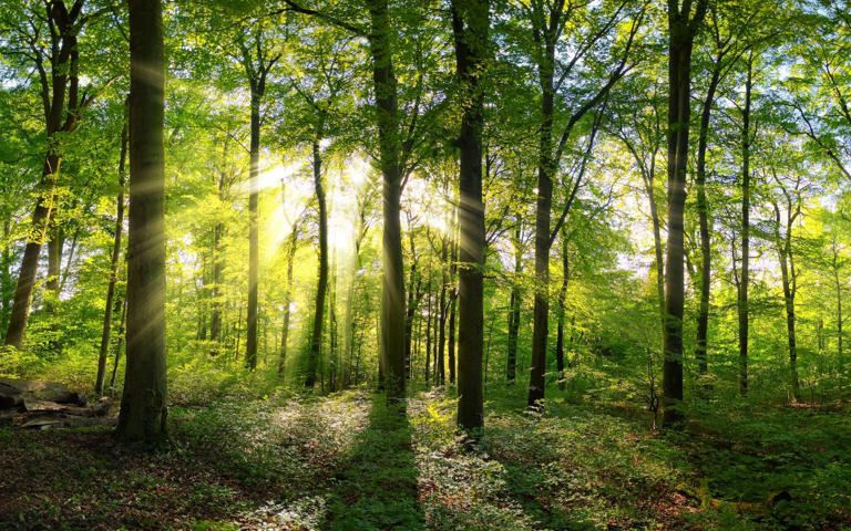 Ce que les plantes ont fait lors du dernier réchauffement brutal ...