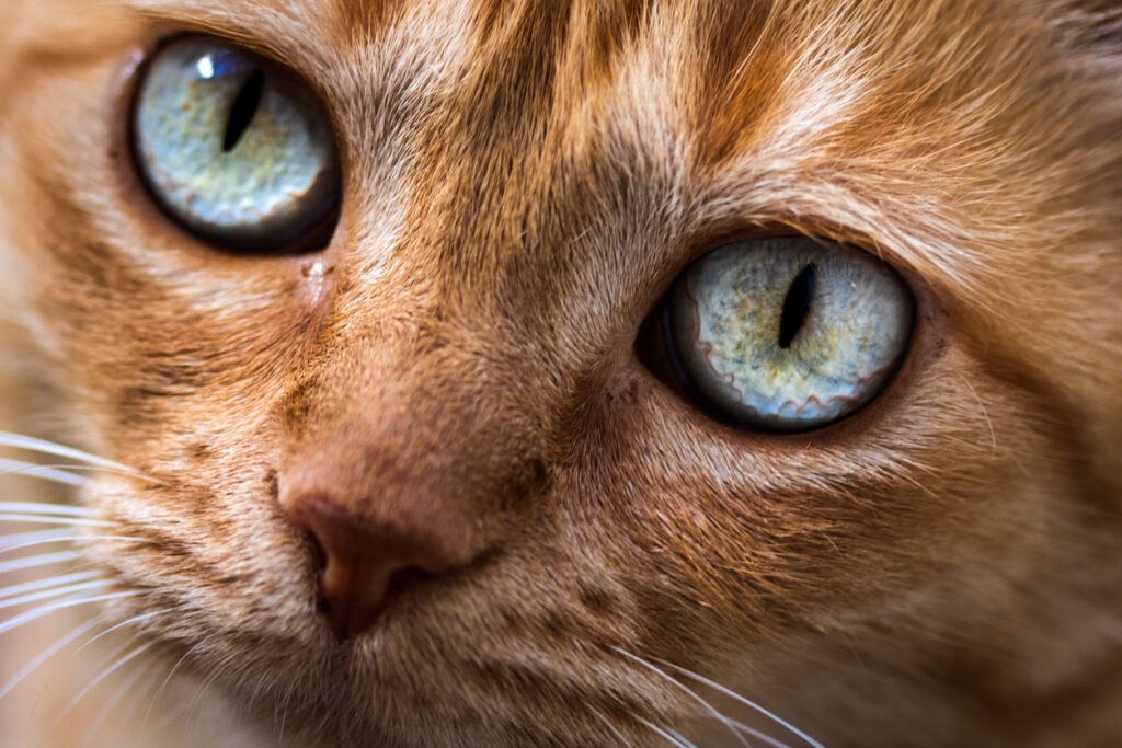 How to tell what breed your cat is (without a DNA test)