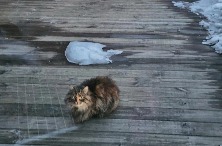 Vom Berg gerettet: Katzen suchen neues Zuhause