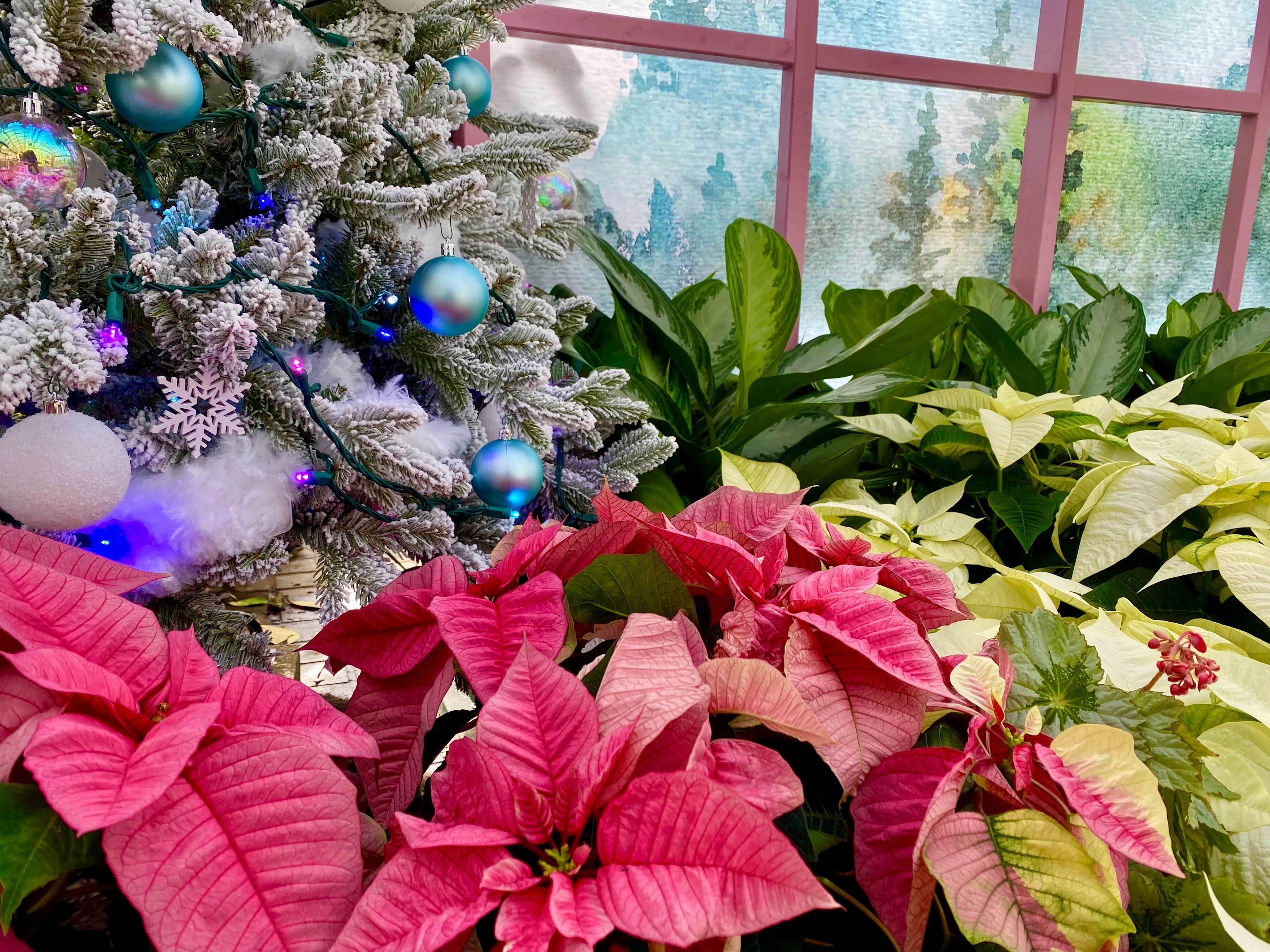 'Holiday Blooms' exhibit in full flower at Franklin Park Conservatory