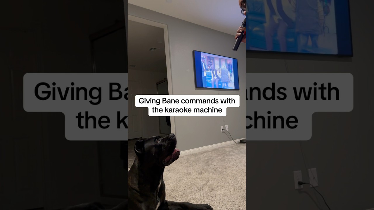 Dog struggles to figure out the karaoke machine