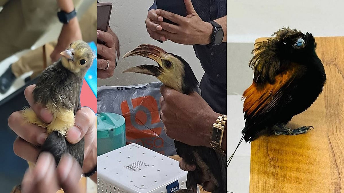 Customs foils bid to smuggle 11 endangered birds at Kochi airport