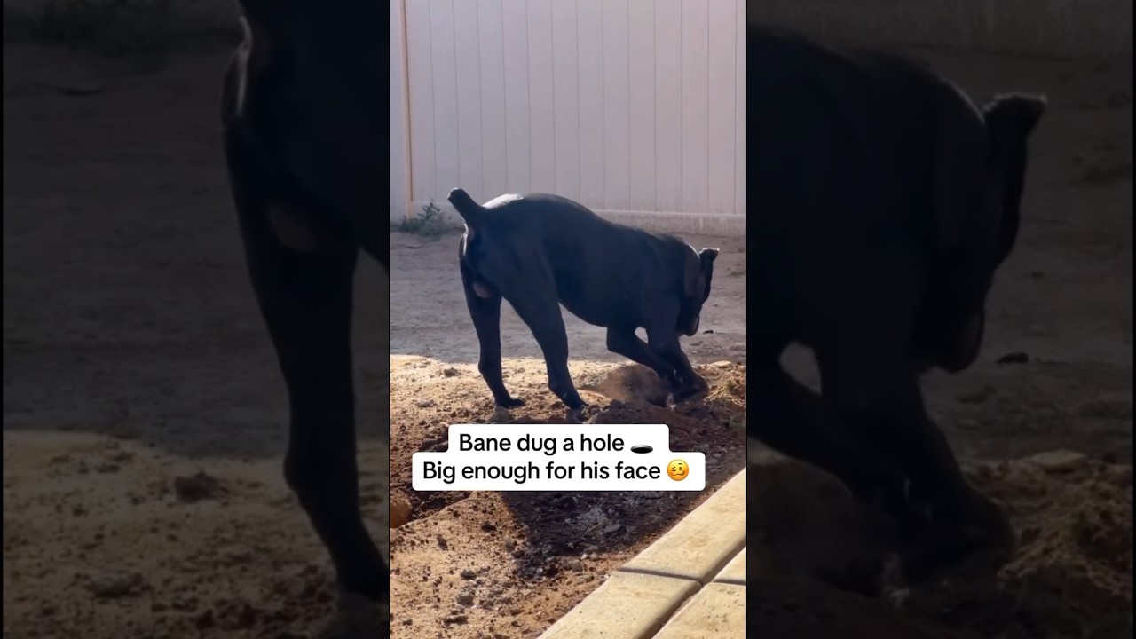 Dog digs way too deep and finds more trouble than dirt