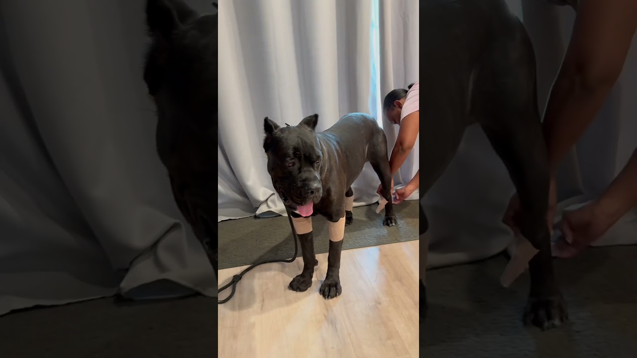 Mom always takes good care of her dog baby