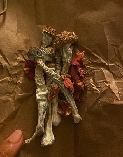 I microdosed mushrooms while pregnant – I think it made me a better mum