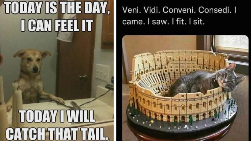 Enjoy some wholesome memes that will warm your heart