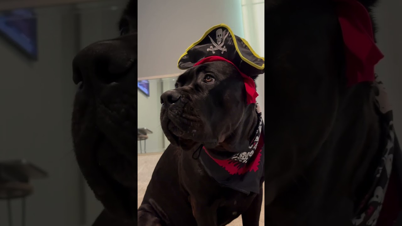 Dog questions mom’s pirate costume choice for Halloween