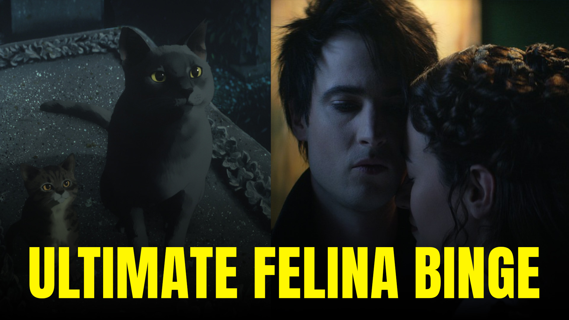 7 Netflix movies & shows every cat lover needs on their watchlist