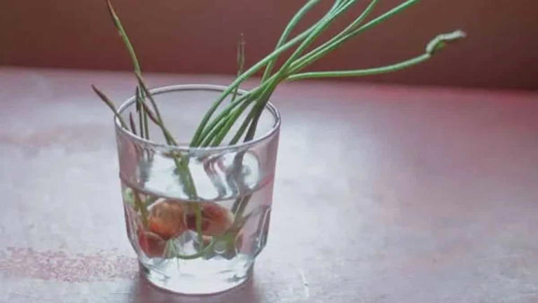 Spring onions going bad? Try these smart storage tricks