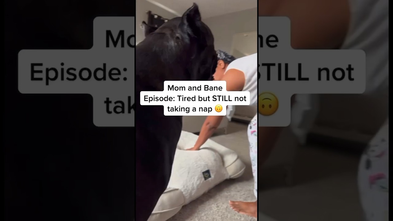 Dog acts like the spoiled youngest child of the family