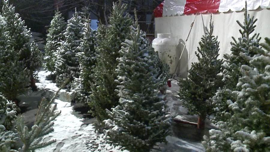 Keeping tradition alive with real Christmas trees