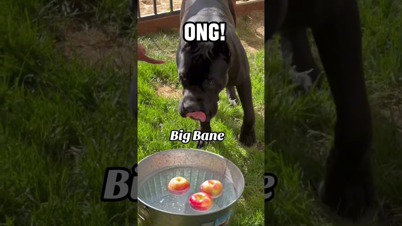 Giant dog steals hearts as a big, beautiful beast