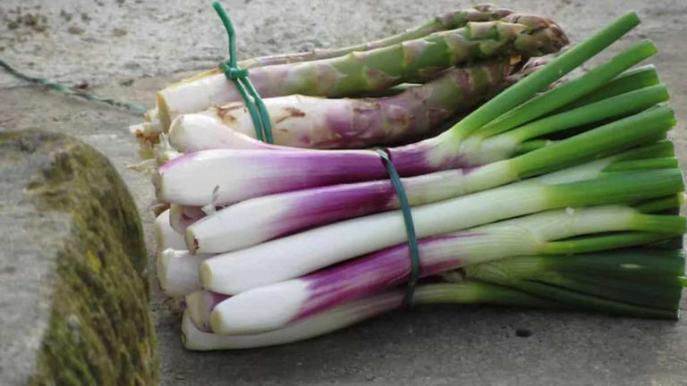 Spring onions going bad? Try these smart storage tricks