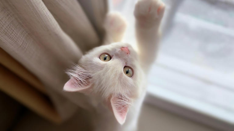 Claves para que tu gatito crezca fuerte y sano
