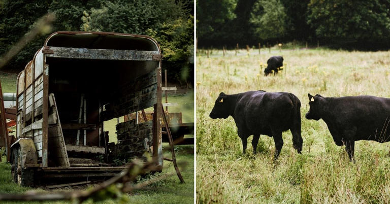 Police find 8 dead cattle among 14 stolen animals retrieved in an ...