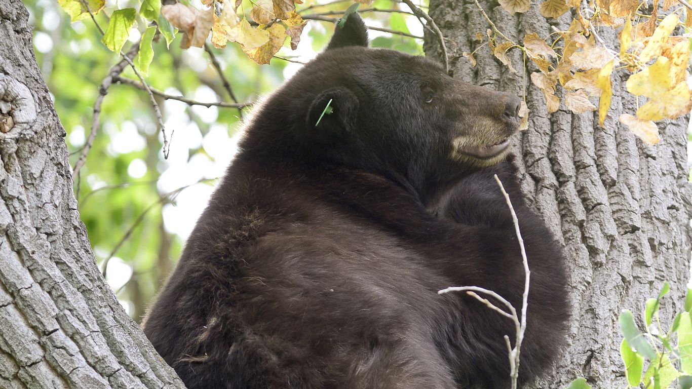 Colorado bear activity reaches 5-year high