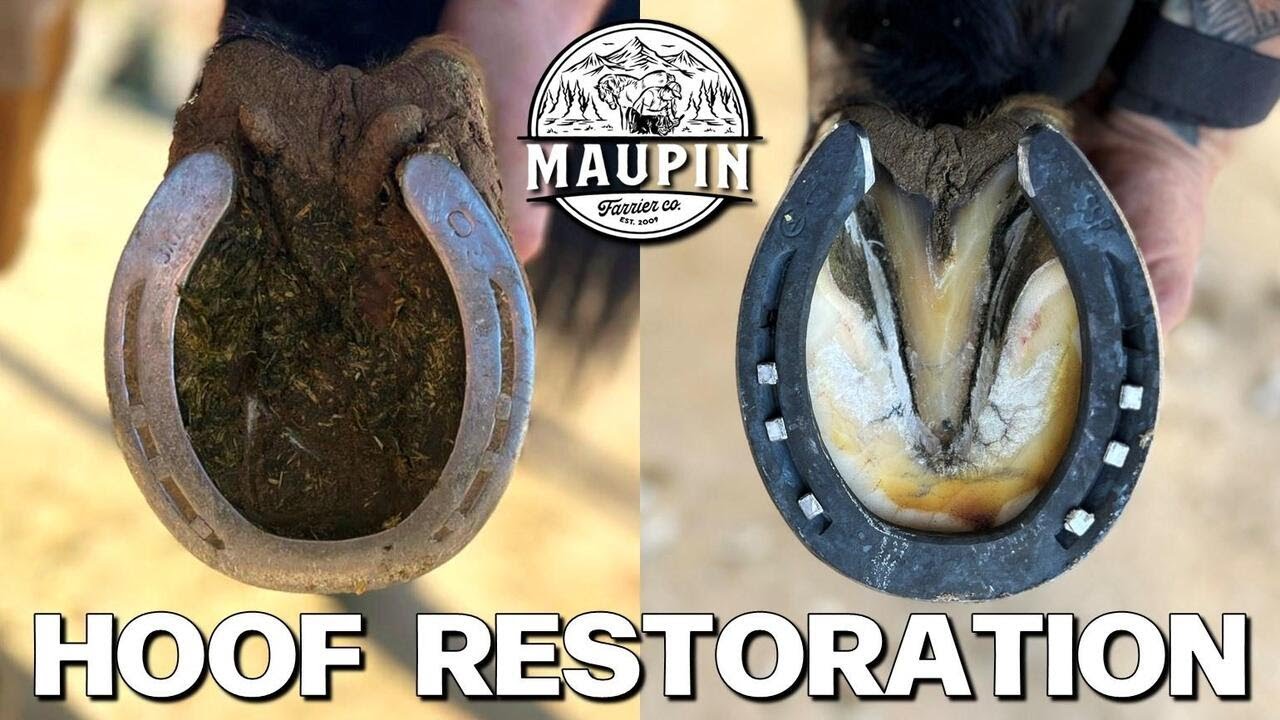 Incredible horse hoof restoration before and after farrier ASMR