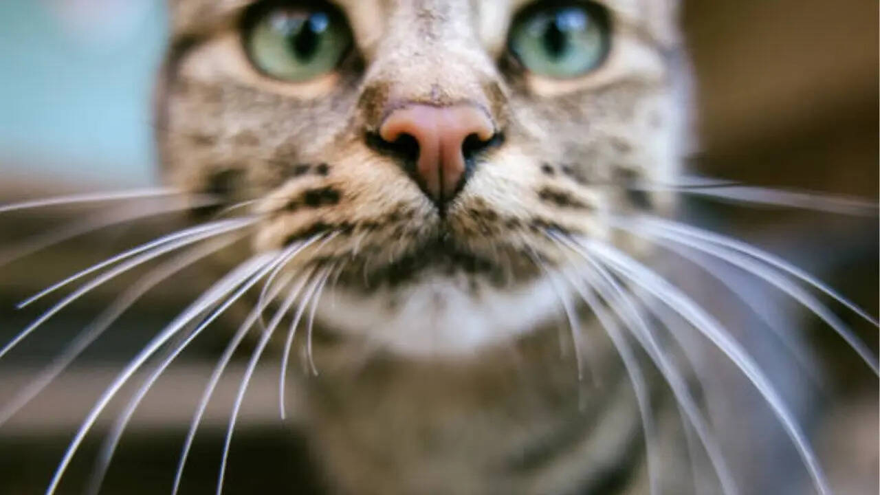 Do cats meow more at men because they 'don’t listen?' study explains