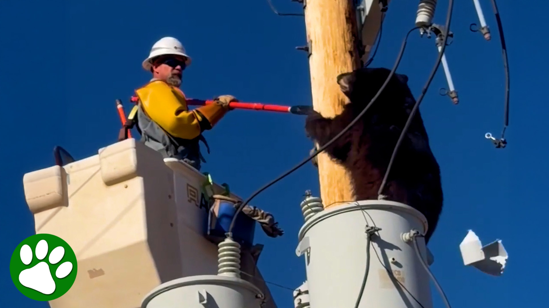 Hero worker saves bear from electrocution