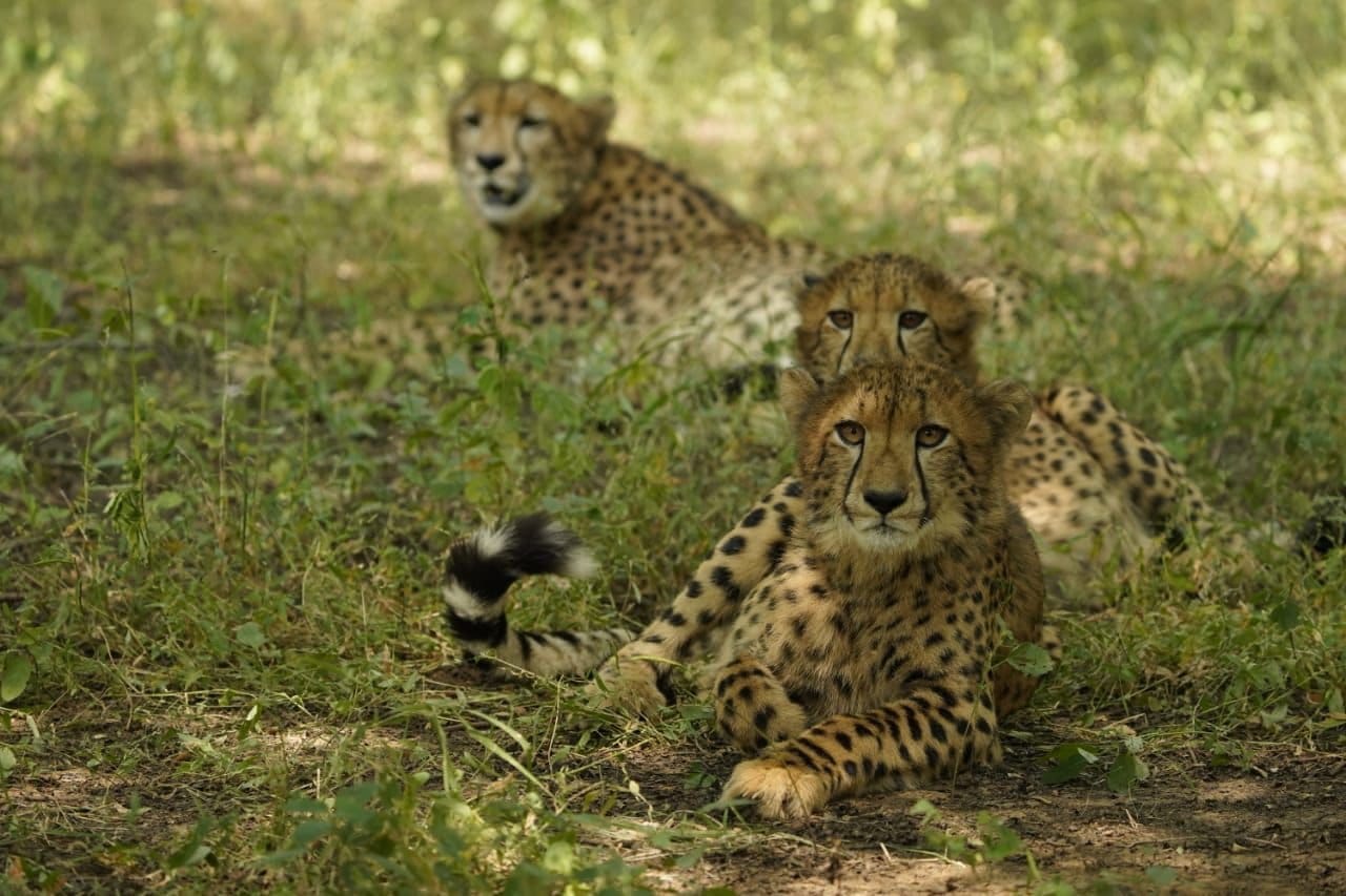 PM Modi marks International Cheetah Day, but questions linger over ...