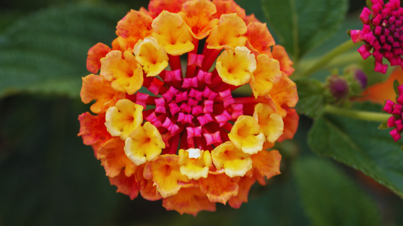 7 pretty plants that are actually invasive species silently destroying ...