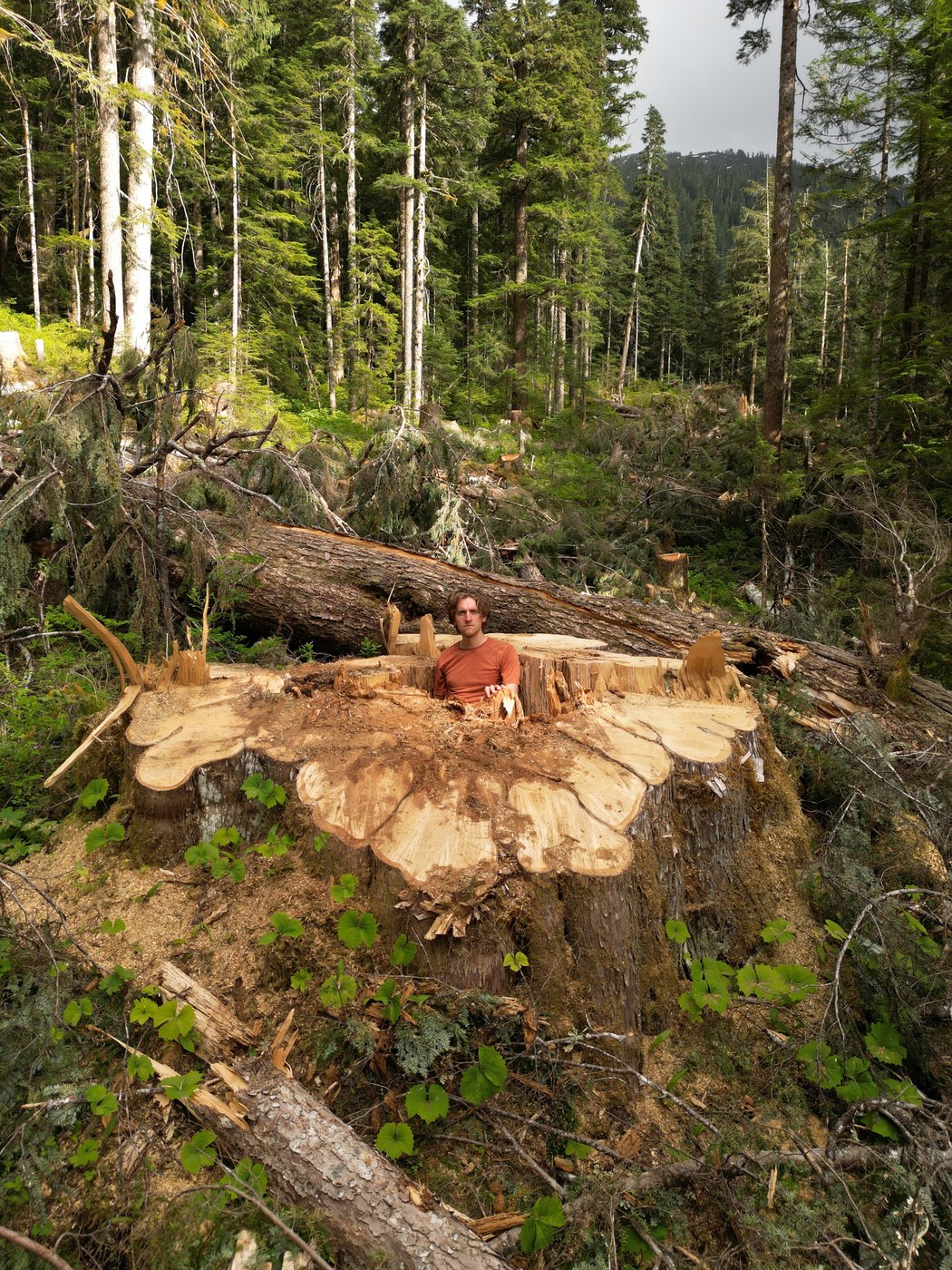 Why was 'incredible' giant cedar cut down, despite BC.'s big-tree ...