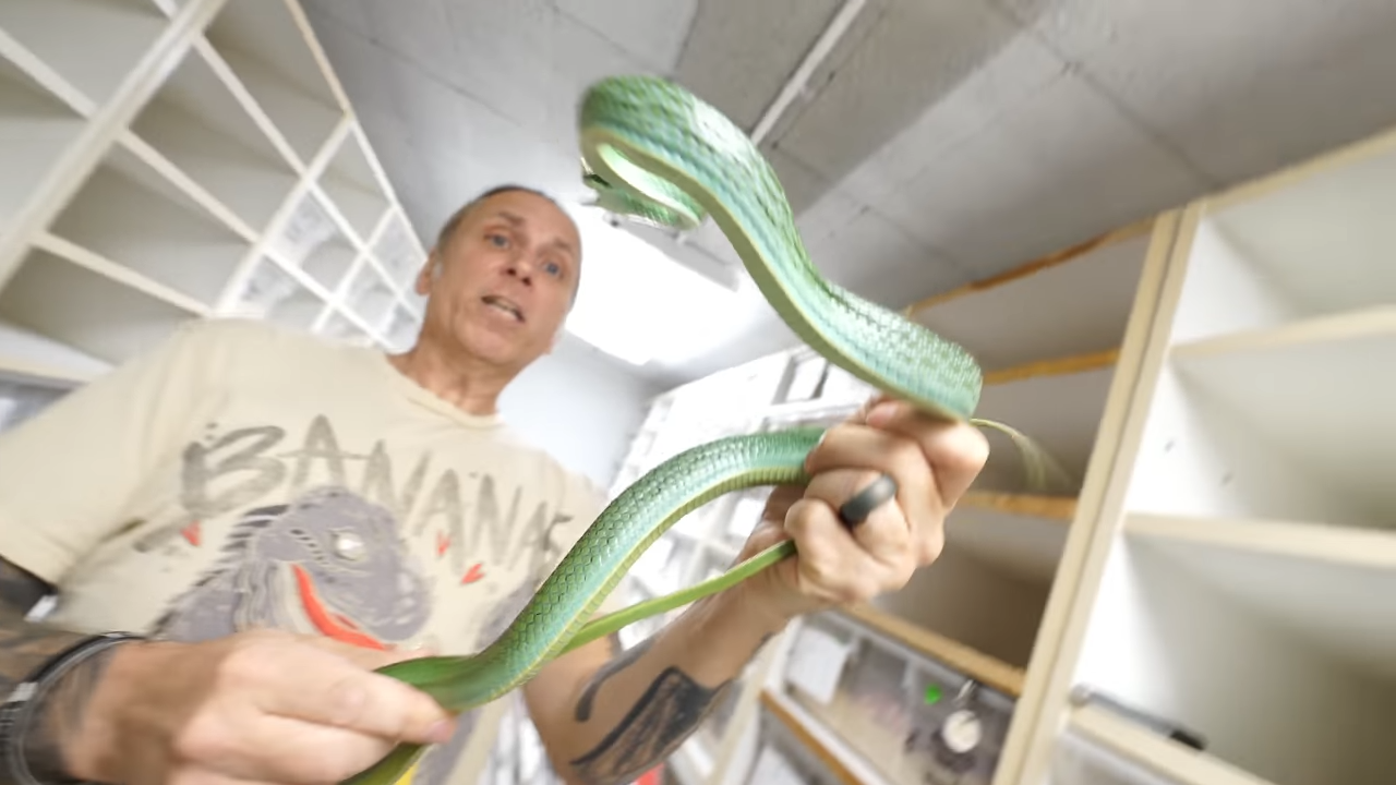The rare snakes that look too bizarre to be real