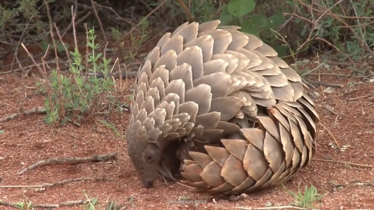 Pangolins, the dinosaur-like creatures on the edge of disappearing forever