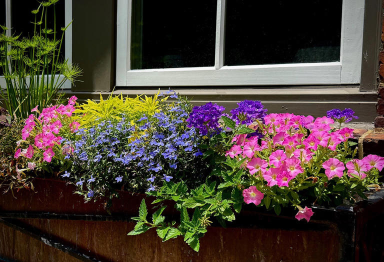 On gardening: Supertunia Mini Vista Pink Cloud is a plant of distinction