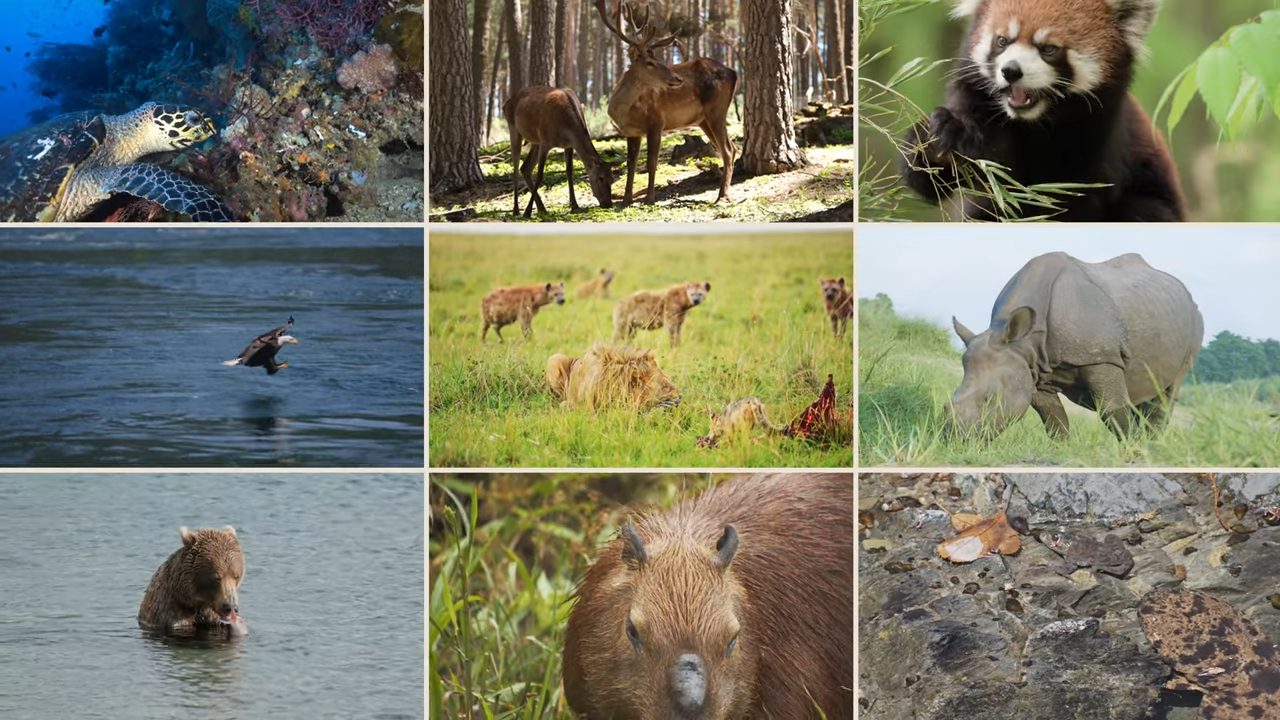 The diets of these animals are nothing like you imagined