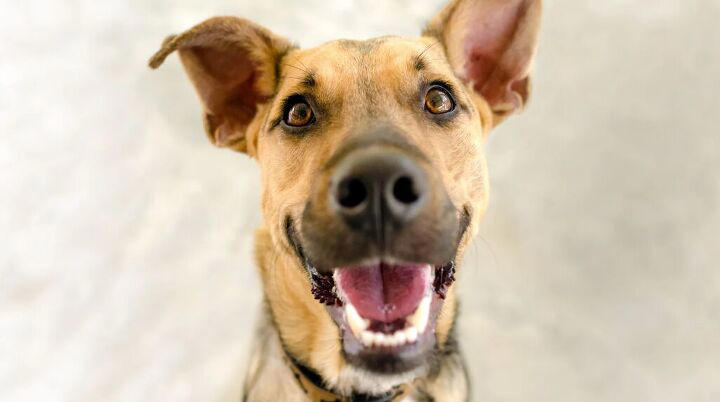 3 easy tips for keeping your dog’s teeth healthy