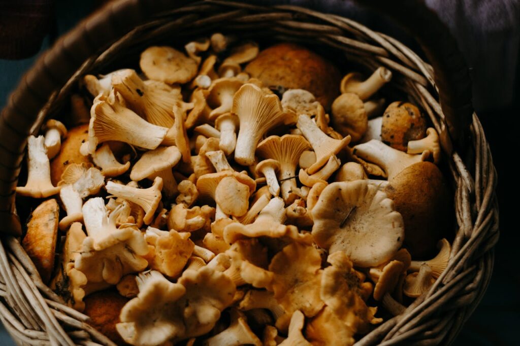 Funghi da chef: come riconoscerli, trattarli e esaltarne il sapore