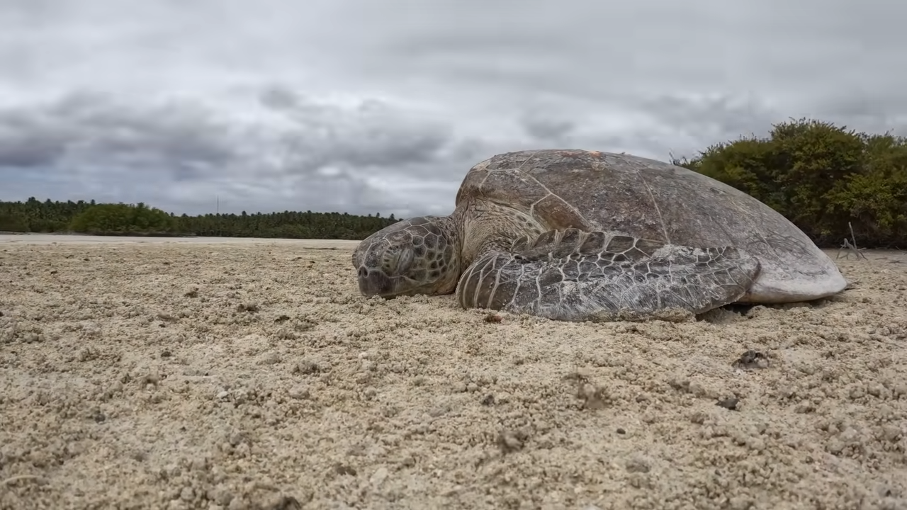 How a mysterious hole turned into a lesson in island ecology