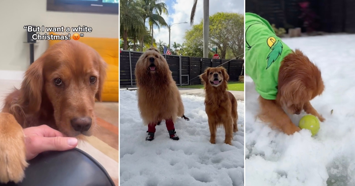 Video: Owner gives dog a ‘White Christmas' with artificial snow